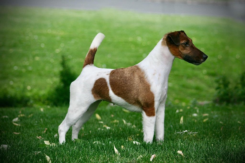 Smooth Fox Terrier - The Breed Archive