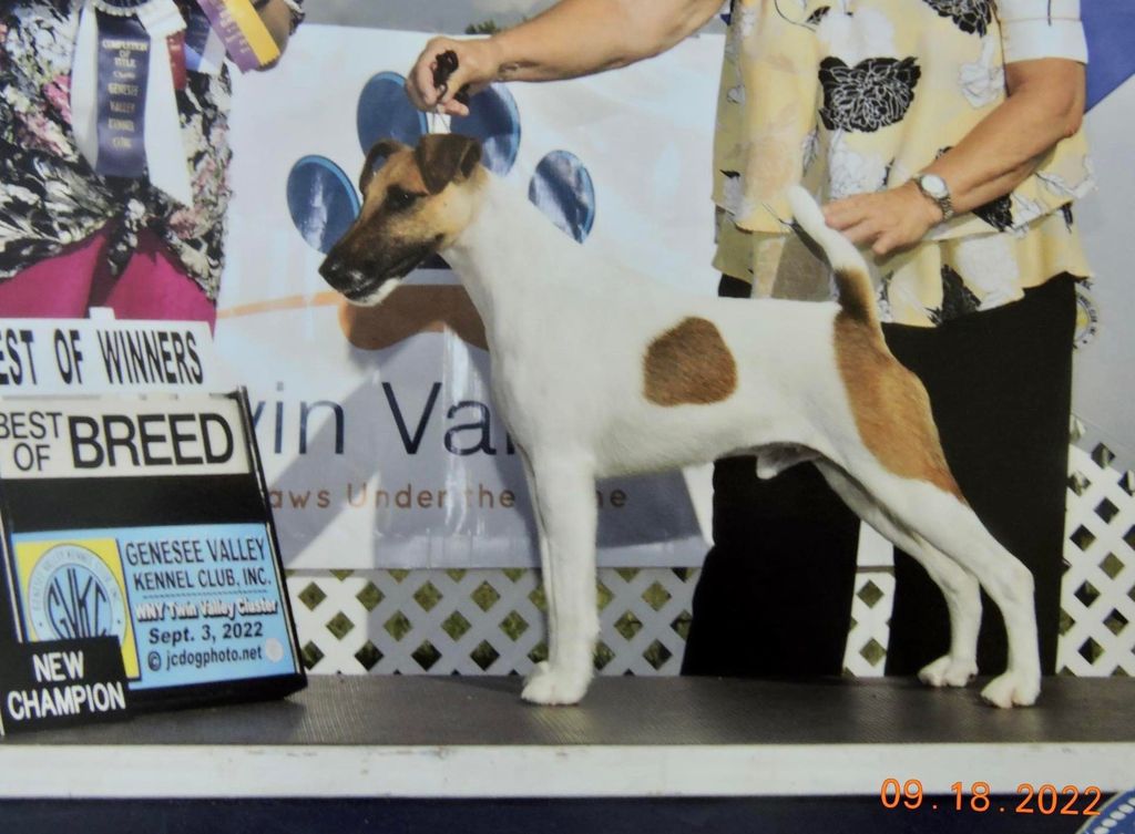 Smooth Fox Terrier - The Breed Archive