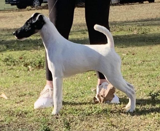 Smooth Fox Terrier - The Breed Archive