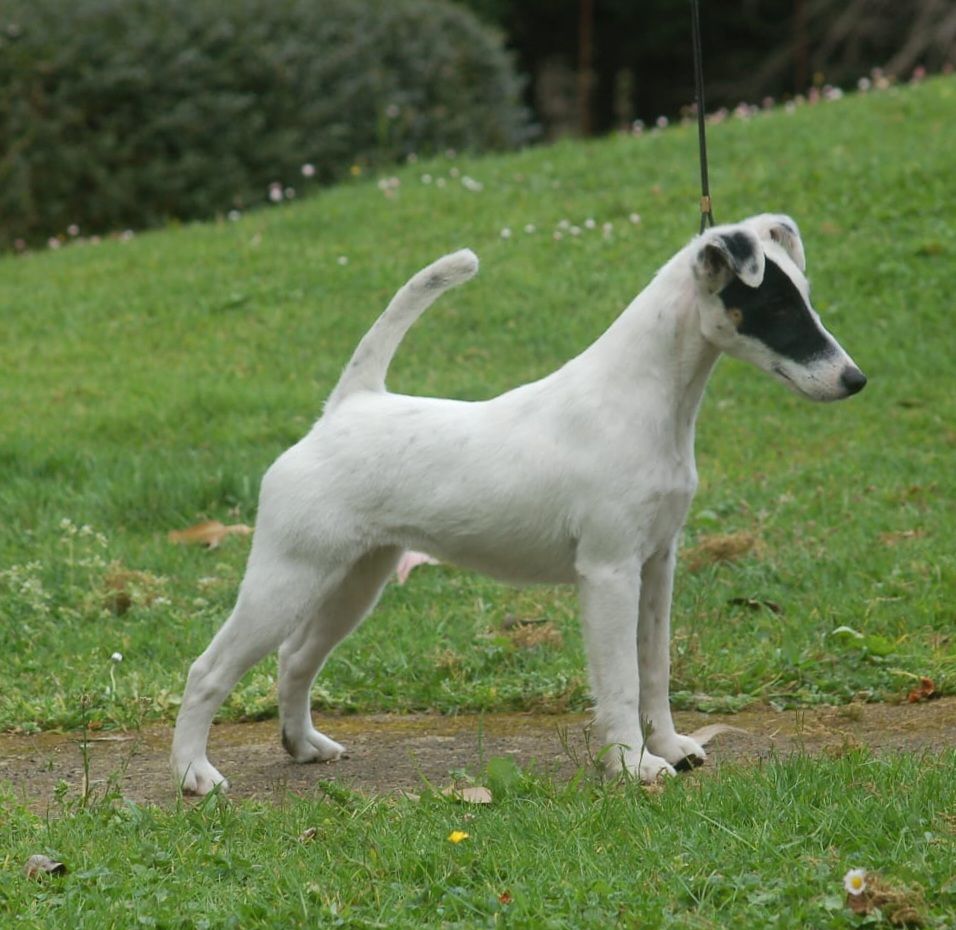Smooth Fox Terrier - The Breed Archive