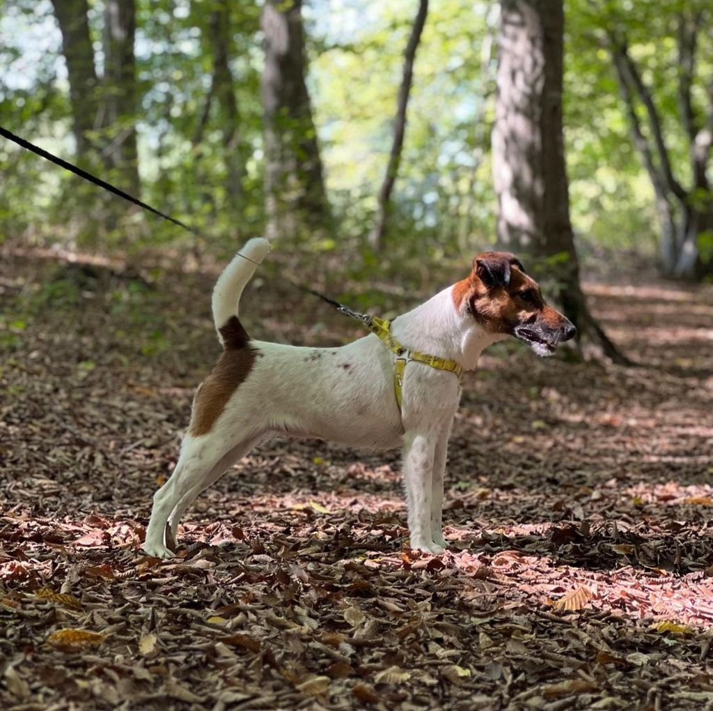 Smooth Fox Terrier - The Breed Archive